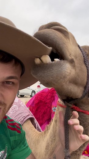Camel Interaction in a Desert Environment