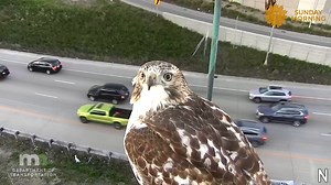 435K views · 10K reactions | A curious red-tailed hawk was caught on camera peering into a traffic camera along Interstate 94 in Minneapolis, Minnesota, as confirmed by the Minnesota Department of Natural Resources. | CBS Sunday Morning | Facebook