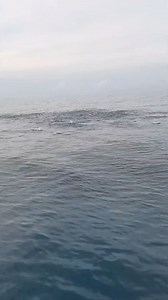 schools of fish enter the trawl net | Muammar Rafly