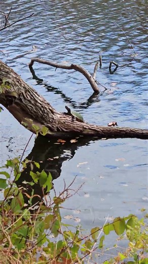 Turtle Enjoying the Fall Weather on a Perch #turtles #turtle #wildlife #short #shorts
