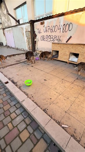 #mobilestudio #15promax #16promax #17promax