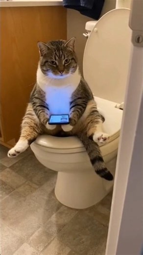 Cat Watching Phone… Then Instantly Closes the Door 😂#aiphotoediting #geminipromot #gemini #google