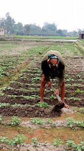 193K views · 1K reactions | Preparatory Work before Earthing up in...