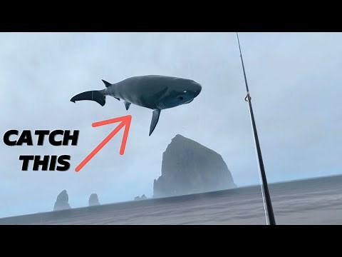 Real VR Fishing // Quest 3 // How to Catch a Shark