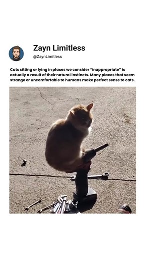 Why Do Cats Sit or Sleep in “Inappropriate” Places? #cat #funnyanimals