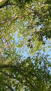 Baby crow nesting by our yard…. | Land-Based Education K - 12 Plains & Woodland Cree Tanya McCallum