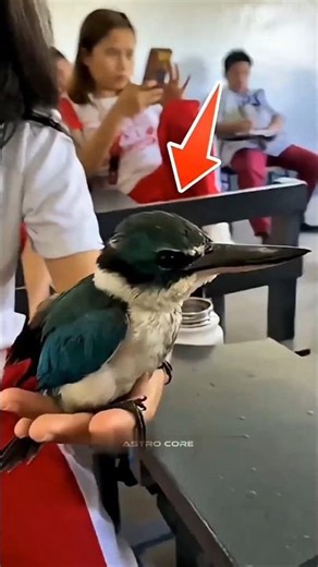 This Bird Solved Japan’s Biggest Train Problem #science #sciencefacts