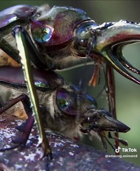 Beetle Mating Ritual in Nature