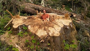 Why was 'incredible' giant cedar cut down, despite B.C.'s big-tree protection law?