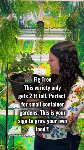 Beginner fig tree tips for faster fruit growth
