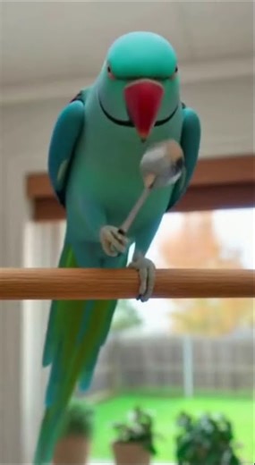 Parrot Steals Shiny Spoon & Flies Away! 🦜💨 Woman Cooking Turns Into Kitchen Chaos! 😂