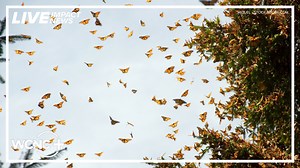 What to know about monarch butterfly migration season