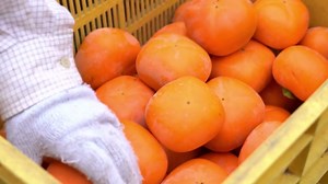 Amazing Production of High-Quality Dried Persimmons