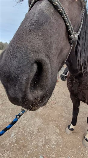 Lol | Kendall Cowles