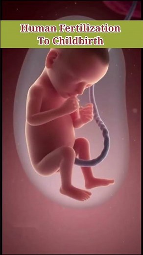 Human fertilization Process in 3D Animation #fertilization #pregnancyjourney #3danimation