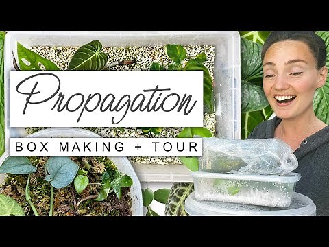 Make Propagation Boxes With Me + TOUR Of My Prop Boxes 🌿