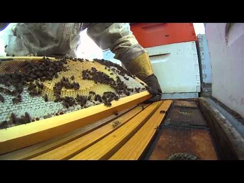 Late summer split or requeen