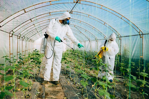 The most common greenhouse pests and how to control them