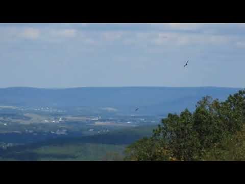 Hawks diving for fun