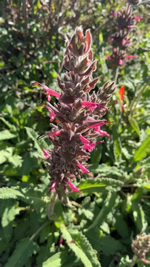 Hummingbird sage (Savlia spathacea) is one of our favorite native plants for the garden. They do great in partial shade or shade in our area, or full sun near the coast. Hummingbird sage will grow via runners and form small clumps of fragrant plants with wonderful pink flowers. They can be grown easily from seed and do well with a little extra water to keep them blooming. | Pala Environmental Department
