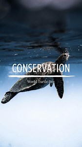 Turtles are mesmerizing creatures, each distinguished by its unique traits and behaviors. Dive into these fascinating facts about them: Ancient Survivors: 🐢 For over 100 million years turtles have graced our planet, outlasting countless other species with their resilience. Epic Voyagers: 🌍 Species like the loggerhead and leatherback turtles embark on extraordinary migrations, traversing thousands of miles between feeding and nesting grounds, embodying the spirit of adventure. Master Navigators