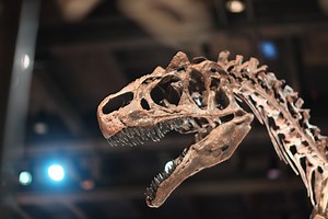 How To Identify & Find Dinosaur Fossils