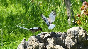 Red-billed Blue Magpie (Urocissa erythrorhyncha) and group of grey Magpie (Cyanopica cyanus) flying and eating bread bug feed by bird watcher, 4k slow motion footage.