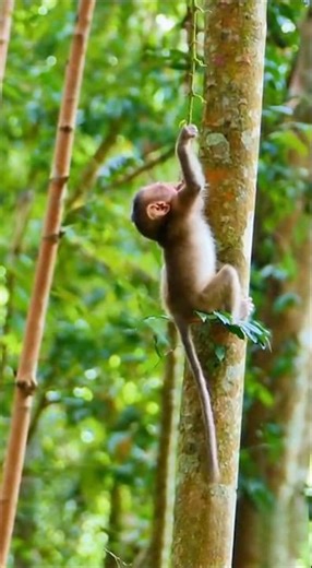 A female long-tailed macaque mother is perched high on a tree branch.