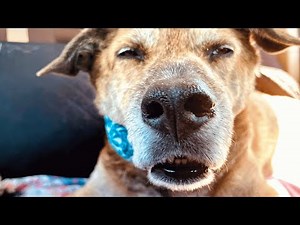 No one wanted this shelter dog because he looked sad. Then one family gave him another chance.