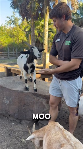 @nickpippin on Instagram: "Did you know that goats can be trained? 😆🐐 @wildfloridairboats #goats #pygmygoats #animals"