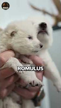 De Extincted! The First Animals Brought Back to Life