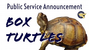 Have you ever seen a turtle crossing the road? Box turtles are coming out of hibernation and are on the move! Here's what to do to help. | World Bird Sanctuary