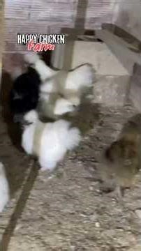 chicken breeds 🐔 The Most Beautiful Chicken in the World 😍 Polish Chicken