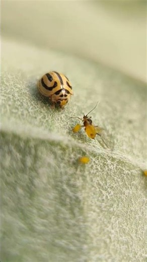 Ladybird vs Aphid #predation #mobilemacro #nature #wildlife #shorts #shortvideo #shortsfeed