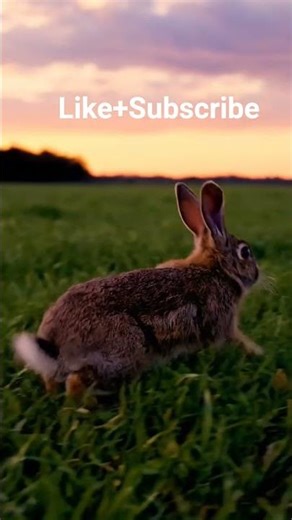 A beautiful Rabbit running in the field