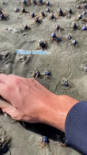 Spider Shedding Its Skin: A Fascinating Process Revealed