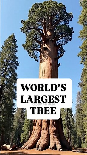 General Sherman Tree 🌲 The World’s Largest Tree | Secrets of Sequoia National Park #trendingshorts