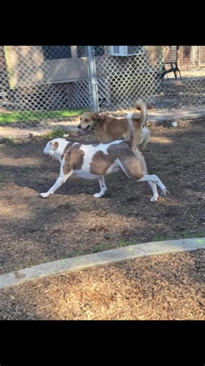 Here, every meet-and-greet with a friendly pup is a chance to explore, play, and just be in the moment together. Whether your dog is shy or a little bundle of energy, our safe and nature-filled retreat encourages curiosity, friendship, and joyful outdoor moments you’ll both remember. 🌲✨ Come see for yourself why dogs (and their humans) leave with hearts a little lighter, paws a little dirtier, and tails wagging all the way home. 🐾💚 #DogsInNature #ForestPlaydates #HappyPawsHappyHearts #DogFrie