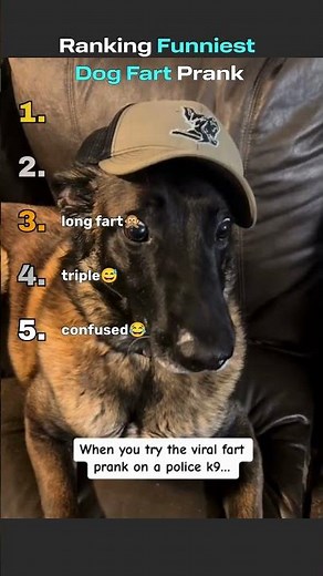 Ranking Funniest Dog Fart Pranks