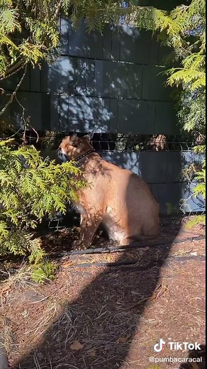 Caracal Exploring Natural Habitat in a Wildlife Sanctuary