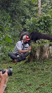 11M views · 206K reactions | Gorilla trekking in Uganda For booking or inquiries Email: info@kisembosimbauganda.com What’s app: +256773286136 www.kisembosimbauganda.com #askmeaboutuganda #visituganda #creatingmemories #travelphotography #travelwithkisembo #bwindiimpenetrableforest #travelwithkisembo | Moses Kisembo | Facebook