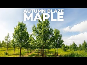 Autumn Blaze Maple: Tree Of The Week