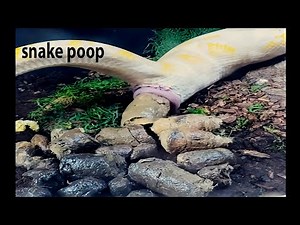 Snake poop or what do you think?