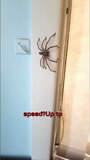 This Giant Spider Can Save Your Home! 🕷️ | Huntsman Spider Facts #Shorts#SpiderFacts #animalfacts