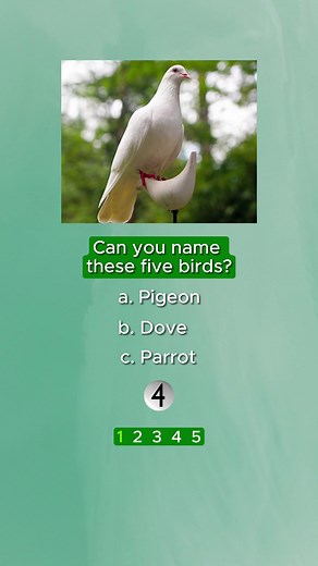 Can You Identify These 5 Birds? | Bird Identification Test