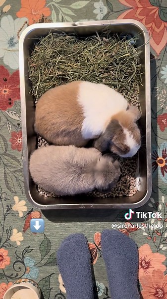 Stainless Steel Litter Box for Rabbit Training