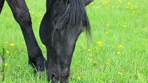 Horse eat spring grass in a field, Czech republic
