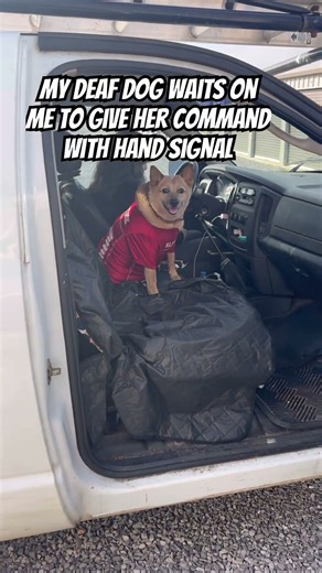 My deaf dog Sam always waits on command before loading or exiting vehicle #deafdog #shorts