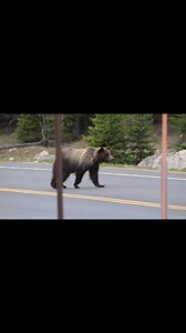 14K views · 991 reactions | Bear crossing... Grizzly in the Beartooth wilderness... | T. Lyn Neufeld Photography | Facebook
