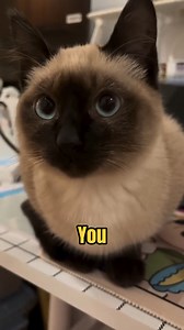 1.6K views · 24 reactions | Discover Siamese Cat  #siamesecat | Animals Facts | Facebook